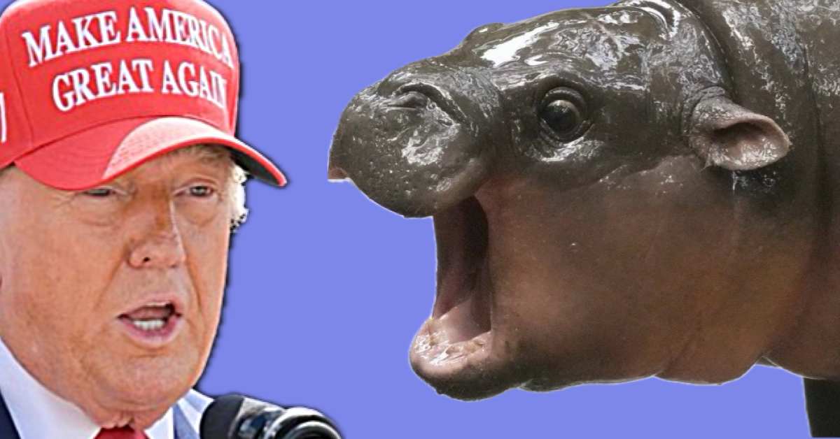 Trump Endorsed by Group Maintaining Hunting Records for Pygmy Hippos ...