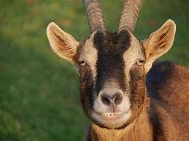 Baaaad Omen! Trump Motorcade Blocked by Goats Returning from Court ...