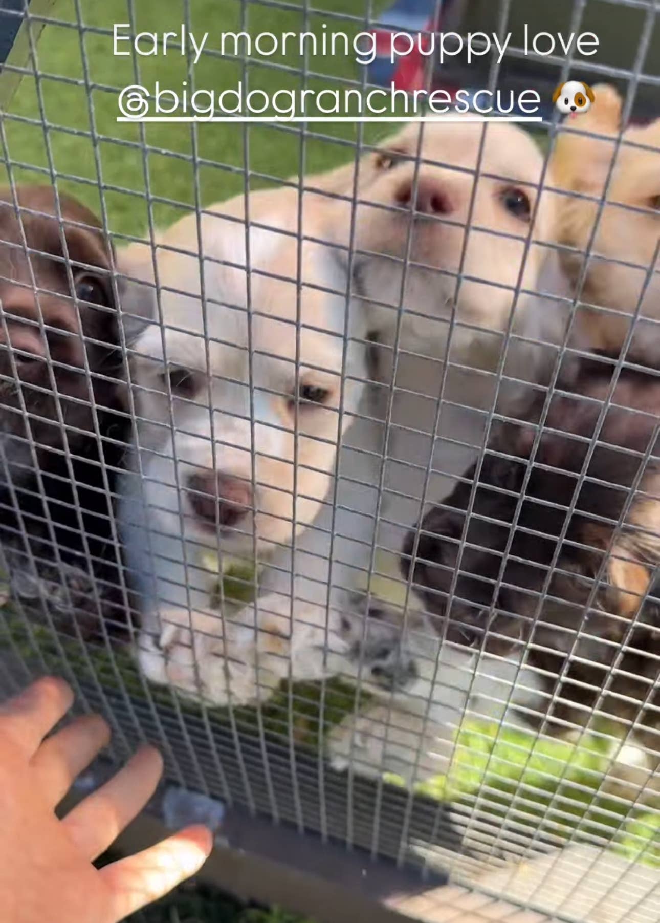 Trump Hosts Puppy Auction with Puppy Mill-Linked Group at Mar-a-Lago ...