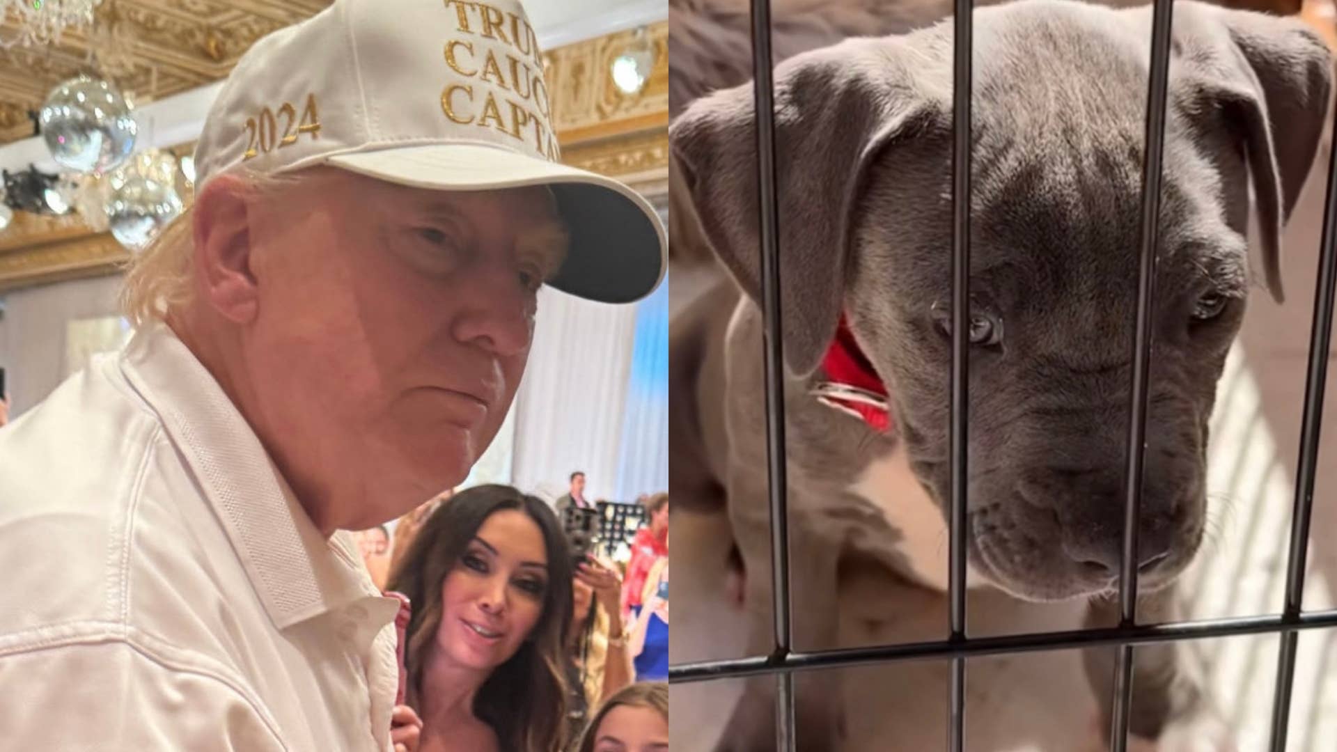 Trump Hosts Puppy Auction At Mar-a-Lago …Again! - MeidasTouch News