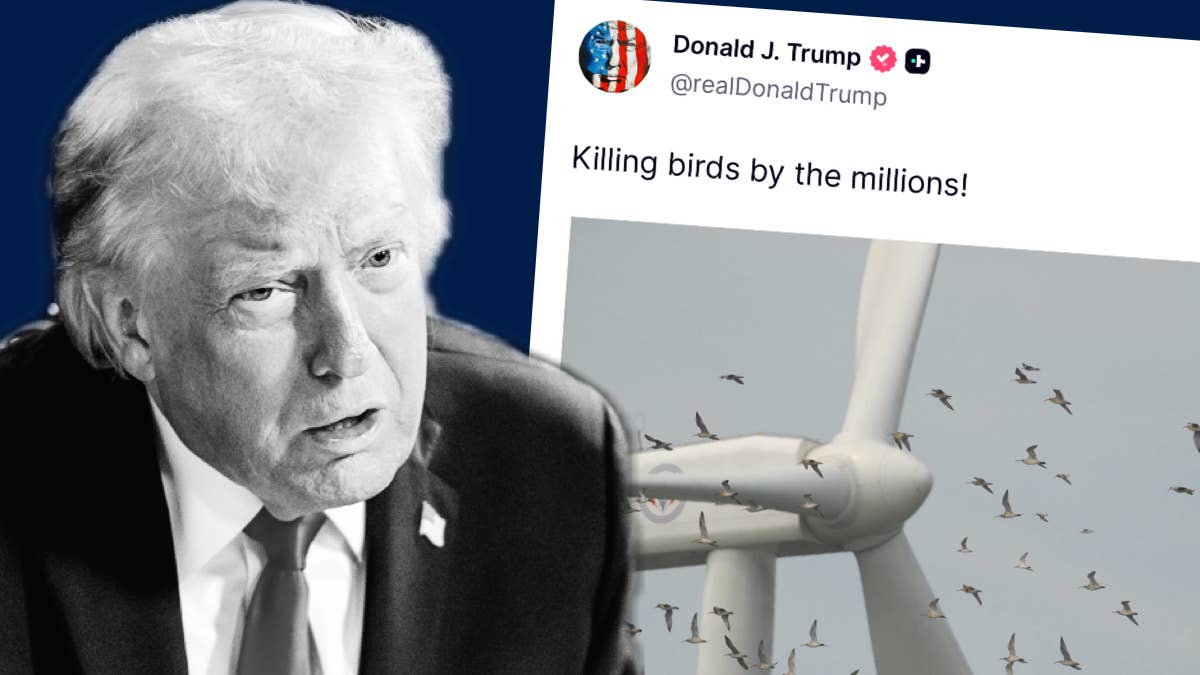 Trump Amplifies More Misleading Images in Wind Turbine Bird Claims ...